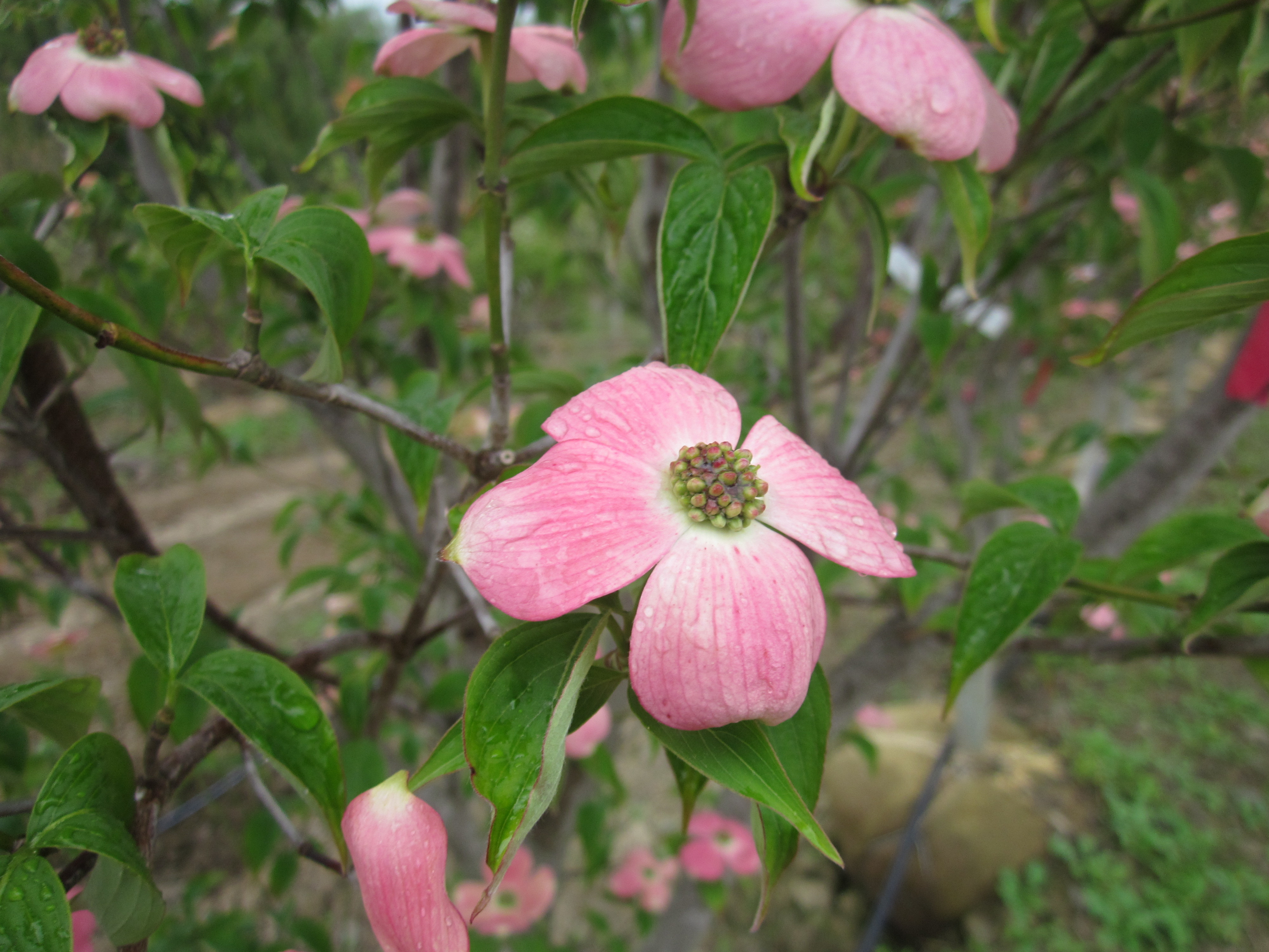 cornus-x-rutgan-pp-7-207-rutgers-stellar-pink-r-flowering-dogwood