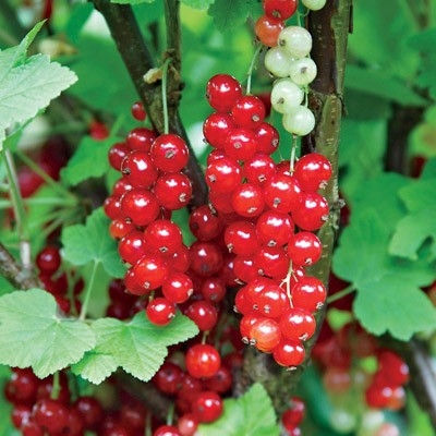 ribes-rubrum-perfection-perfection-currant