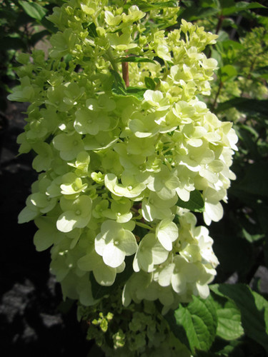 Hydrangea pan 'Kolmakilima' Moonrock MOONROCK LAVALAMP™ HYDRANGEA ...