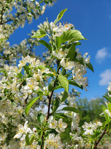 Malus 'Jewelcole' RED JEWEL™ CRABAPPLE | Regular Editor