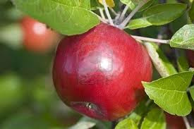 Malus ' Red McIntosh' RED MCINTOSH DWARF APPLE | Regular Editor