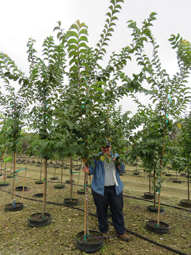 Ulmus davidiana var. japonica 'Emerald Sunshine' EMERALD SUNSHINE® ELM ...