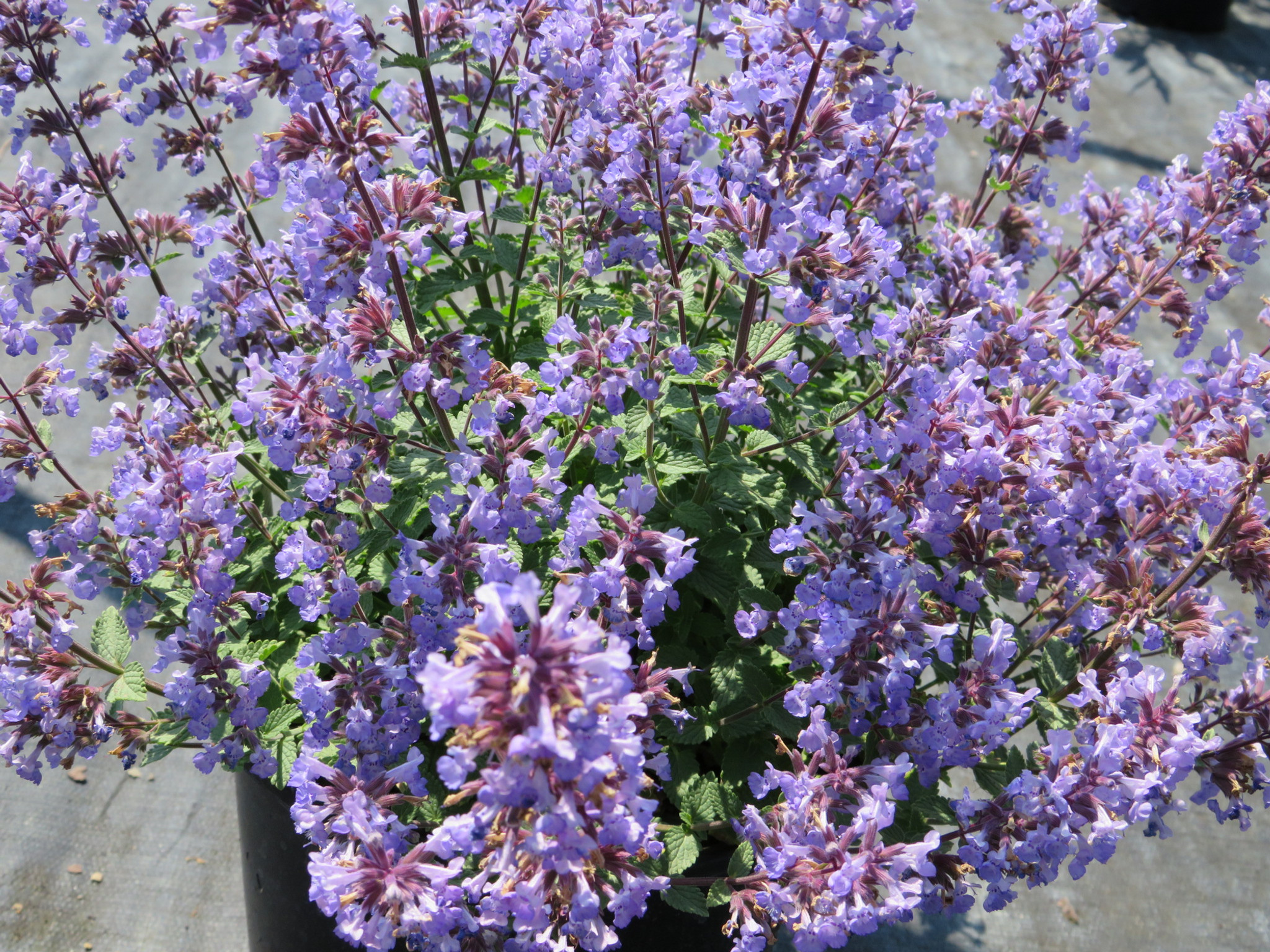 nepeta-faassenii-purrsian-blue-pp-24-788-purrsian-blue-catmint