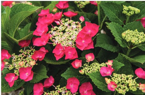 hydrangea-macrophylla-mckay-pp-28-757-cherry-explosion-hydrangea