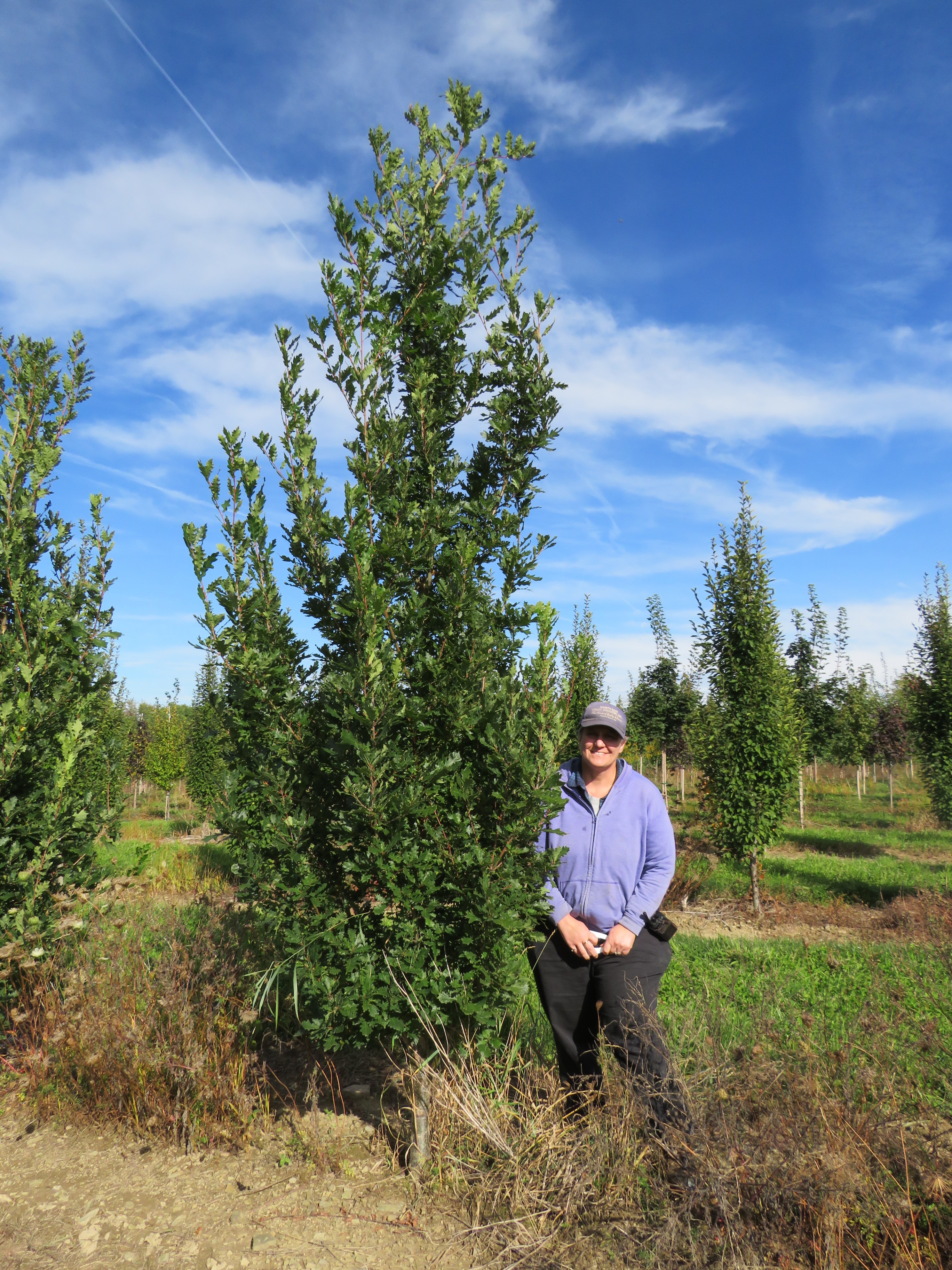 quercus-robur-x-alba-jfs-kw1qx-streetspire-columnar-oak