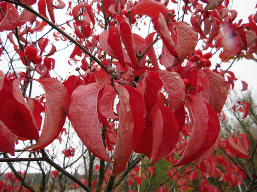 Cornus florida 'Cherokee Princess' CHEROKEE PRINCESS WHITE FLOWERING ...