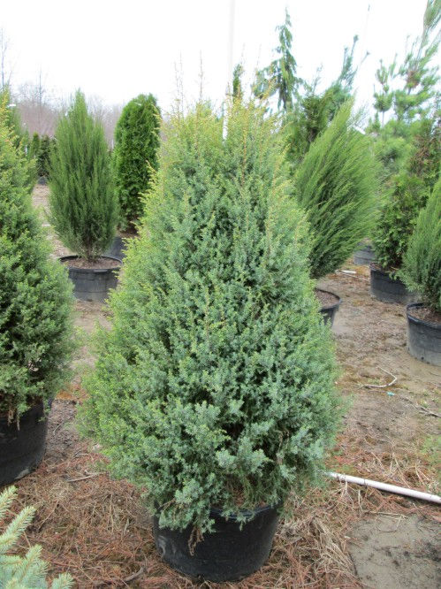 juniperus-communis-gold-cone-gold-cone-juniper