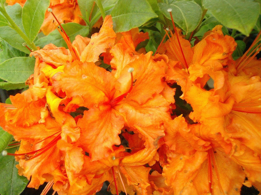 azalea-exbury-gibraltar-gibraltar-azalea