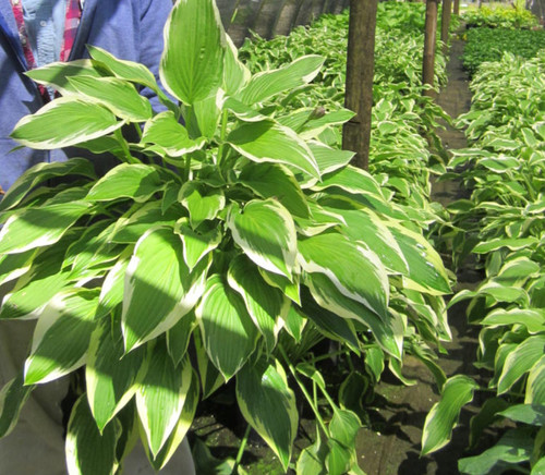 Hosta fortunei 'Antioch' ANTIOCH HOSTA | Regular Editor