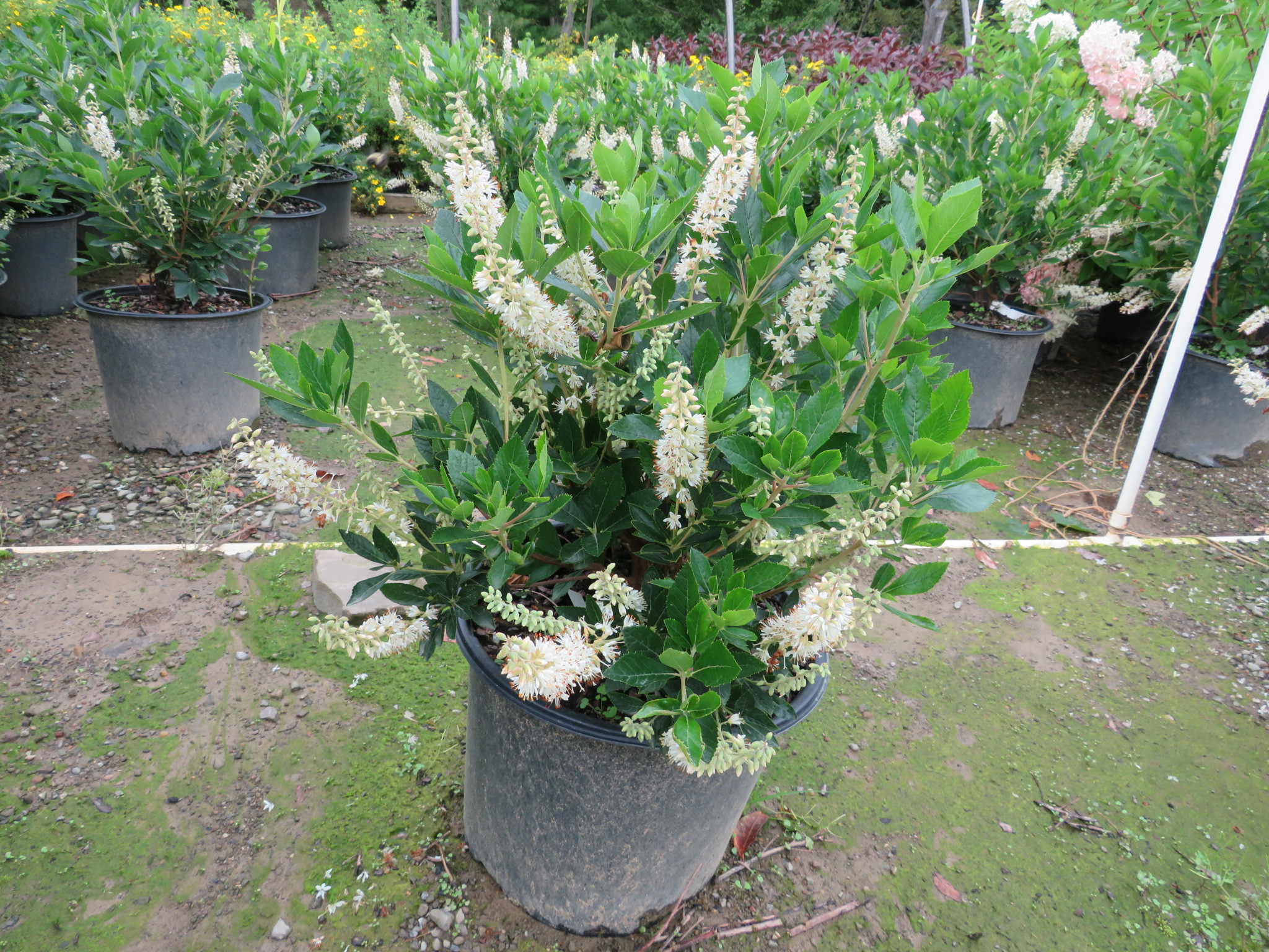 clethra-alnifolia-hummingbird-hummingbird-summer-sweet