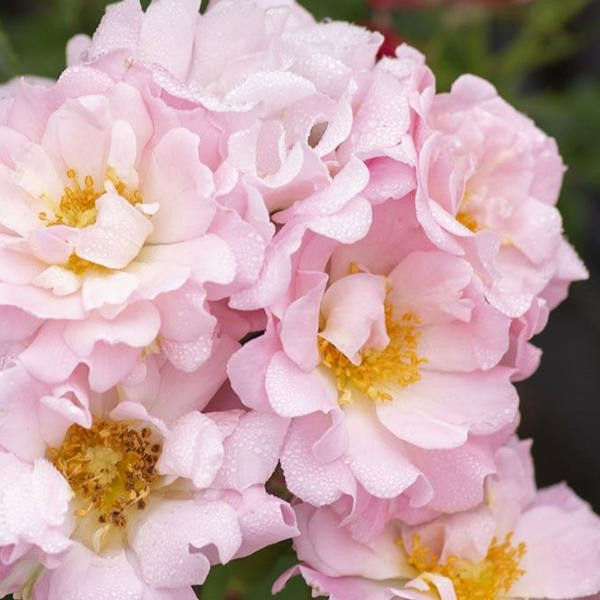 rosa-meifranjin-pp-33-507-blushing-drift-rose