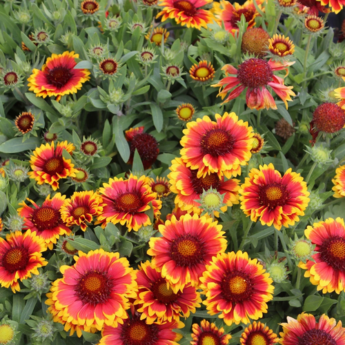 Gaillardia x grandiflora 'Arizona Sun' ARIZONA SUN BLANKET FLOWER ...