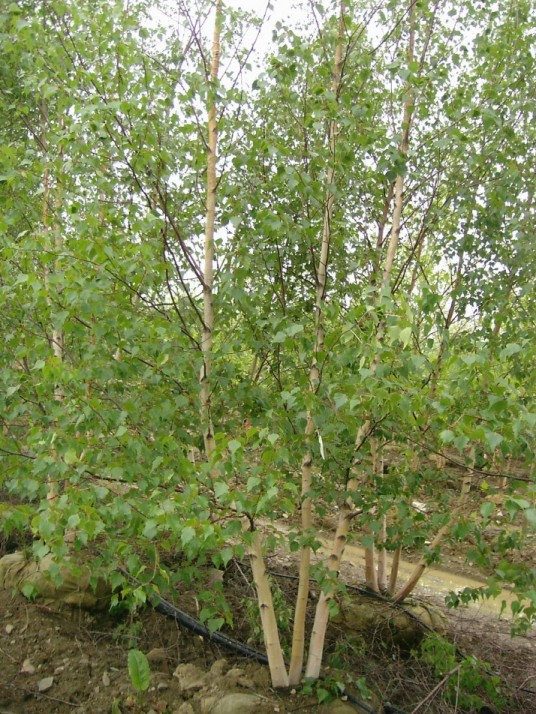 betula-populifolia-whitespire-senior-whitespire-senior-birch