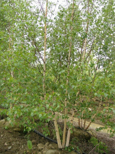 Betula populifolia ‘Whitespire Senior’ WHITESPIRE SENIOR BIRCH ...