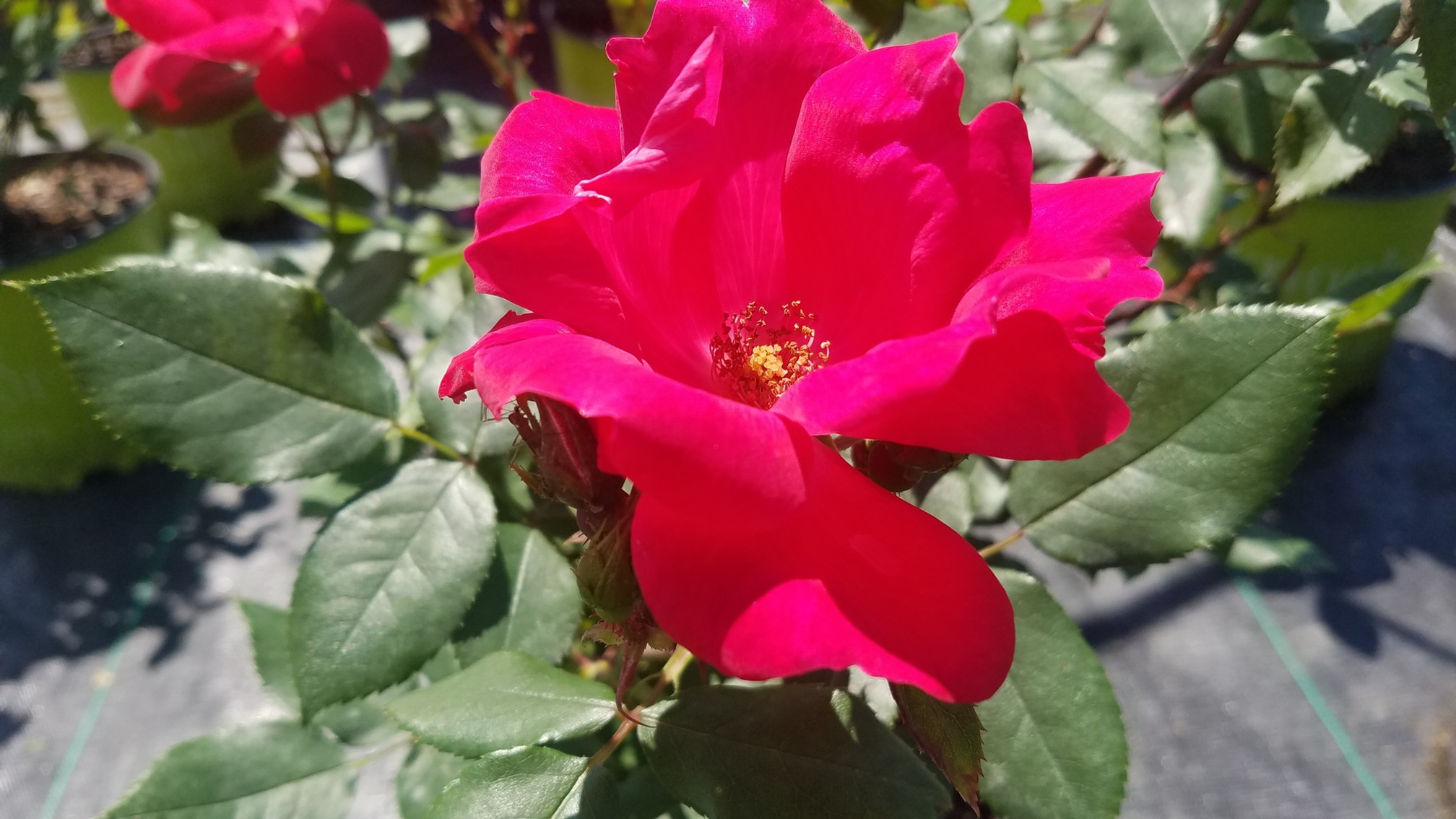 rosa-radrazz-pp11-836-the-knock-out-rose