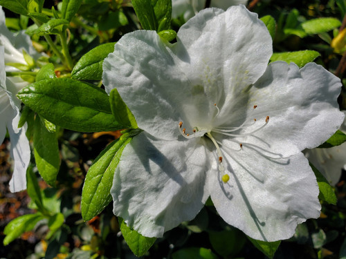 Azalea girard 'Pleasant White' GIRARD'S PLEASANT WHITE AZALEA | Regular ...