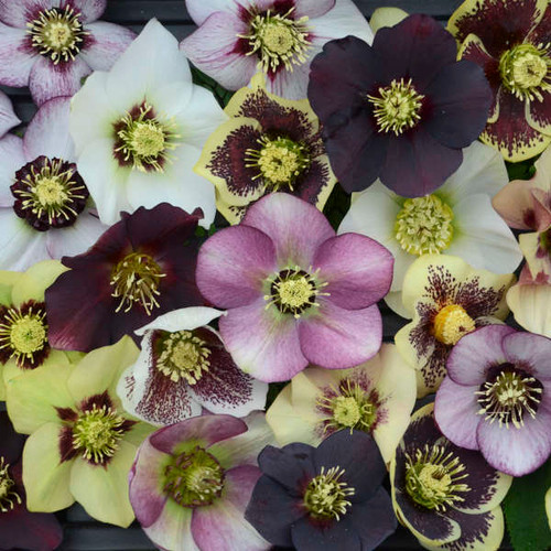Helleborus HONEYMOON® Series MIXED LENTEN ROSE | Regular Editor
