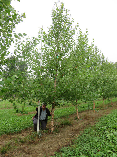 Betula nigra ‘Cully’ (PP 4,409) HERITAGE® RIVER BIRCH - Single Stem ...