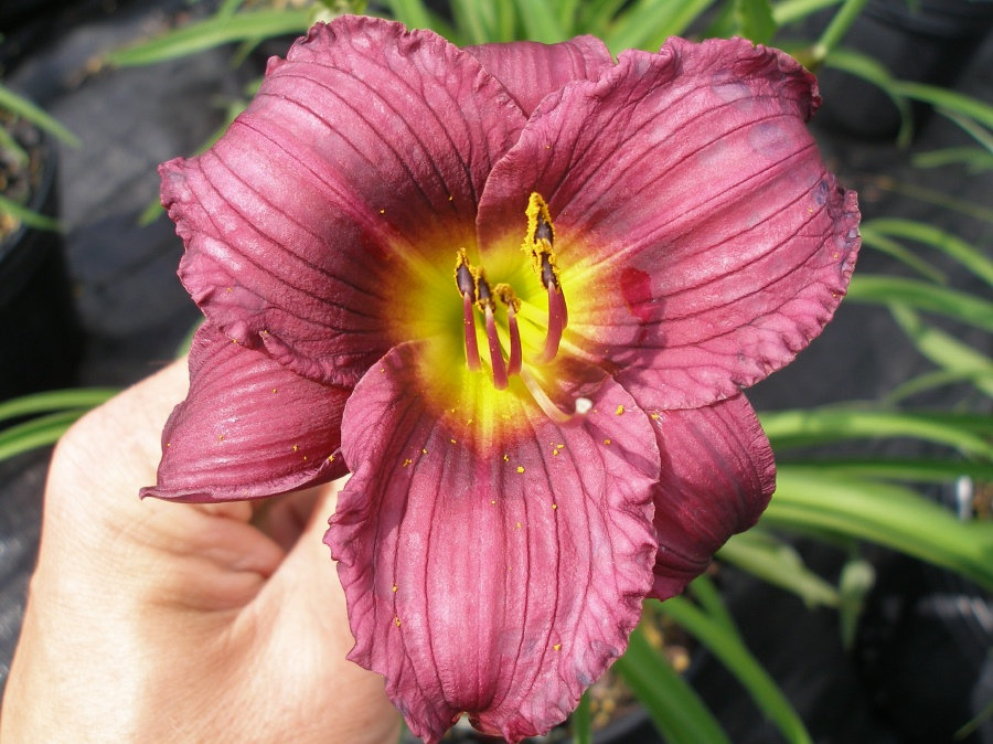 hemerocallis-little-grapette-little-grapette-daylily