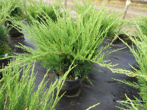 Juniperus chinensis 'Sea Green' SEA GREEN JUNIPER | Regular Editor