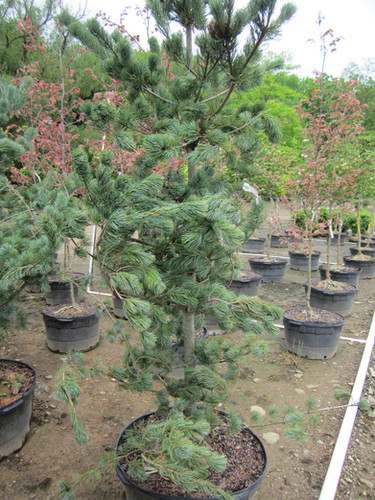 Pinus parviflora glauca BLUE JAPANESE WHITE PINE | Regular Editor