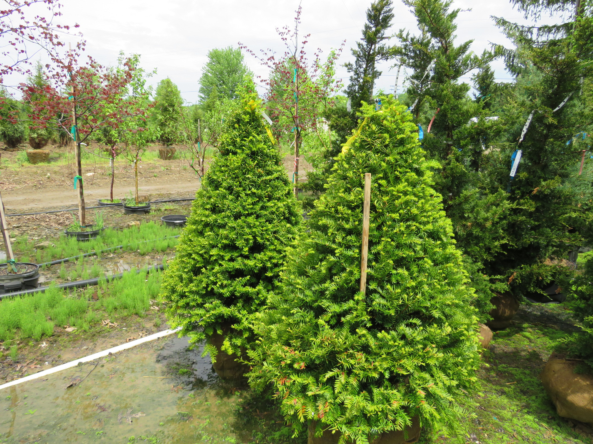 taxus-cuspidata-capitata-japanese-upright-yew