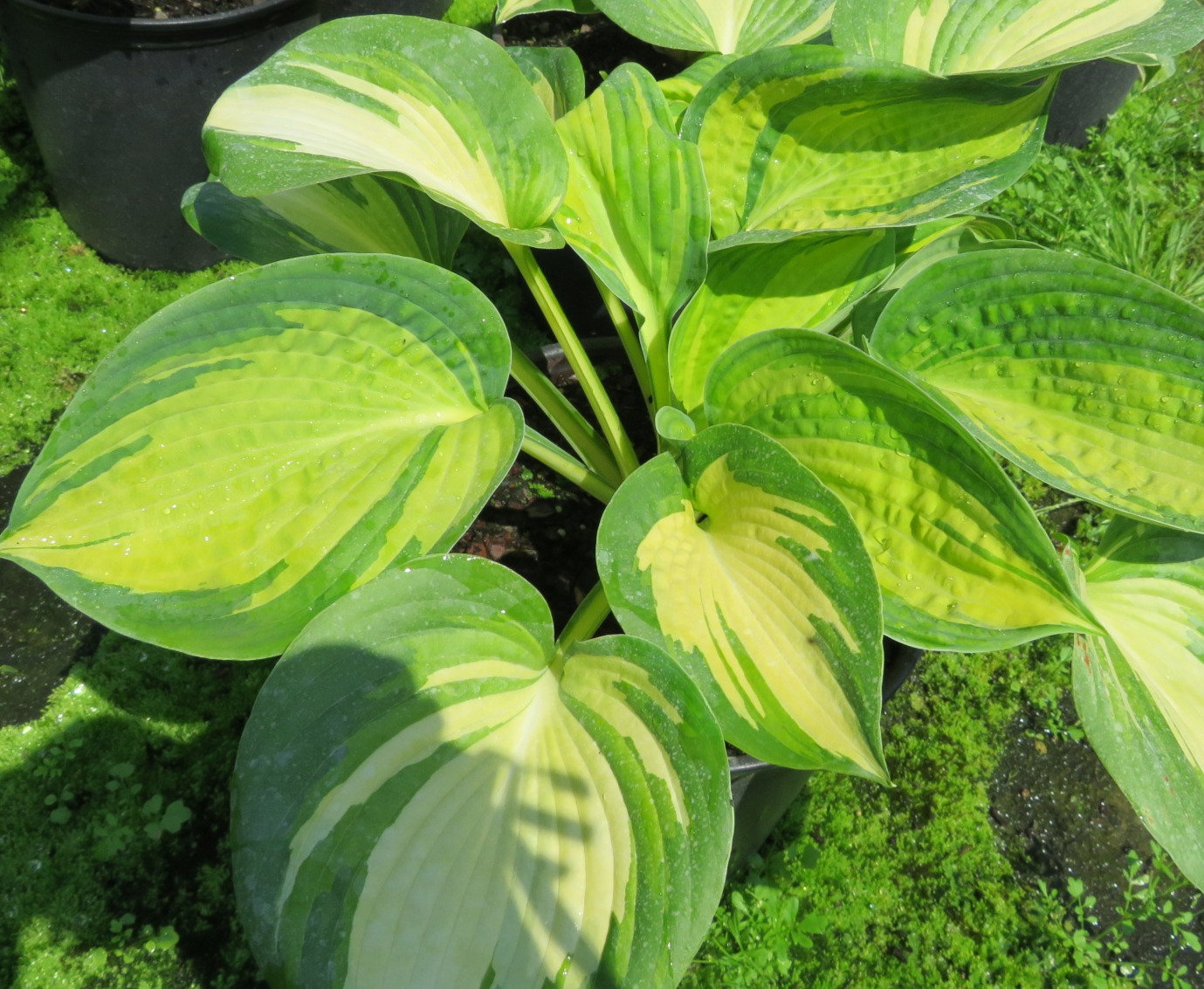 hosta-sieboldiana-great-expectations-great-expectations-hosta-1
