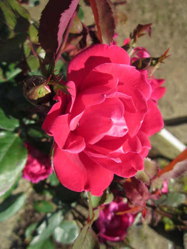 Rosa 'Radtko' (PP16,202) THE DOUBLE KNOCK OUT® ROSE | Regular Editor