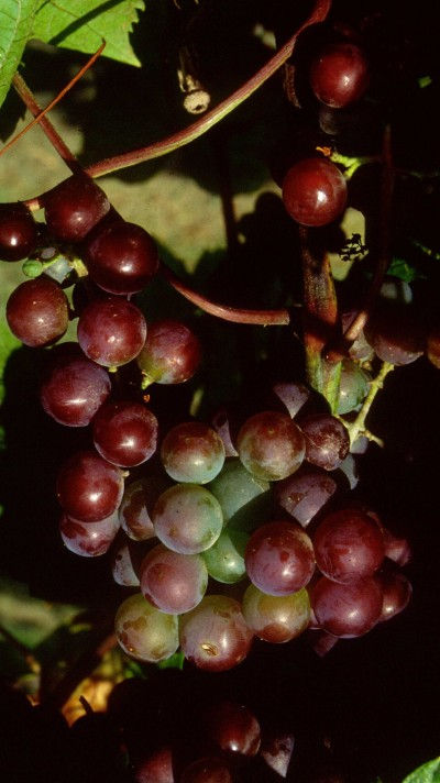 Vitis 'Somerset Seedless' SOMERSET SEEDLESS GRAPE | Regular Editor