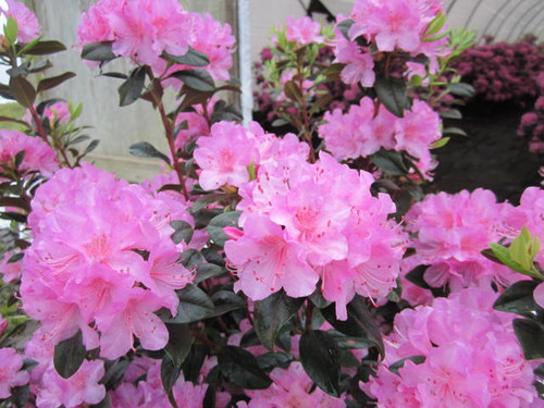 Rhododendron P.J.M. 'Olga' OLGA P.J.M. RHODODENDRON | Regular Editor