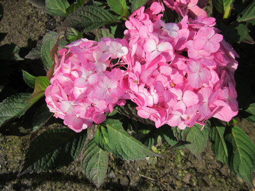 Hydrangea macrophylla 'Pink Beauty' PINK BEAUTY HYDRANGEA | Regular Editor