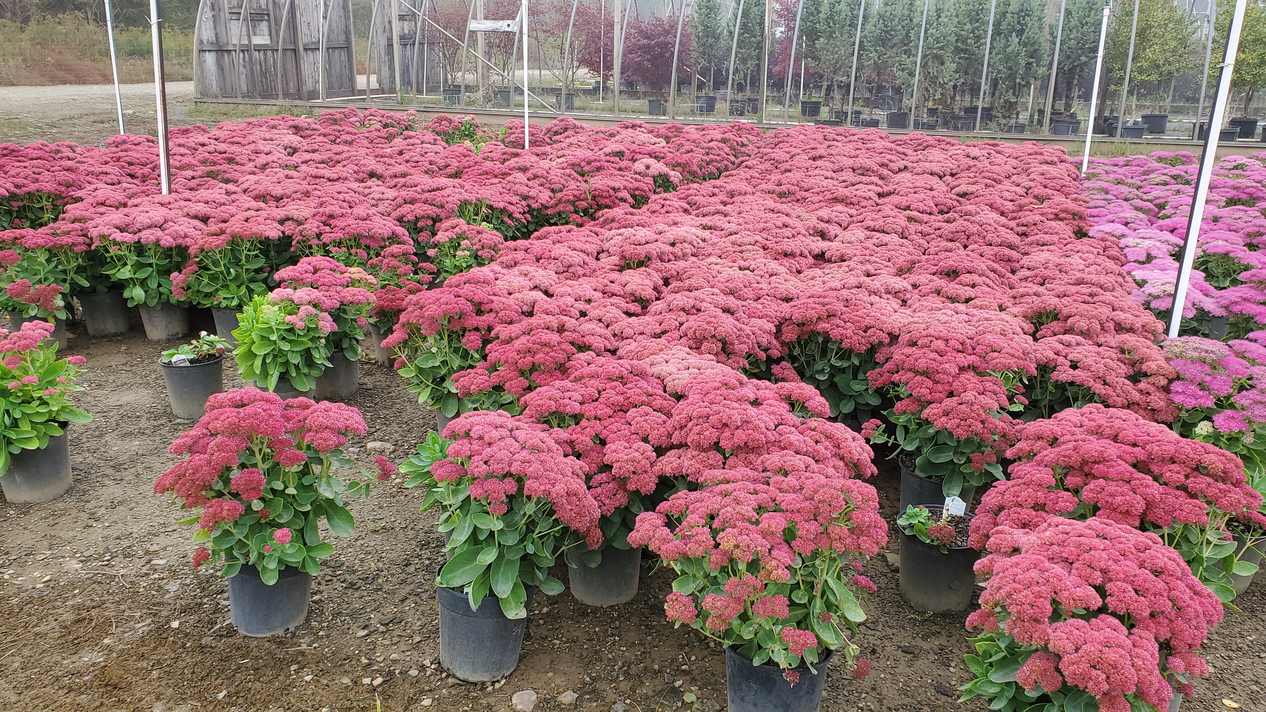 sedum-spectible-autumn-fire-autumn-fire-stonecrop