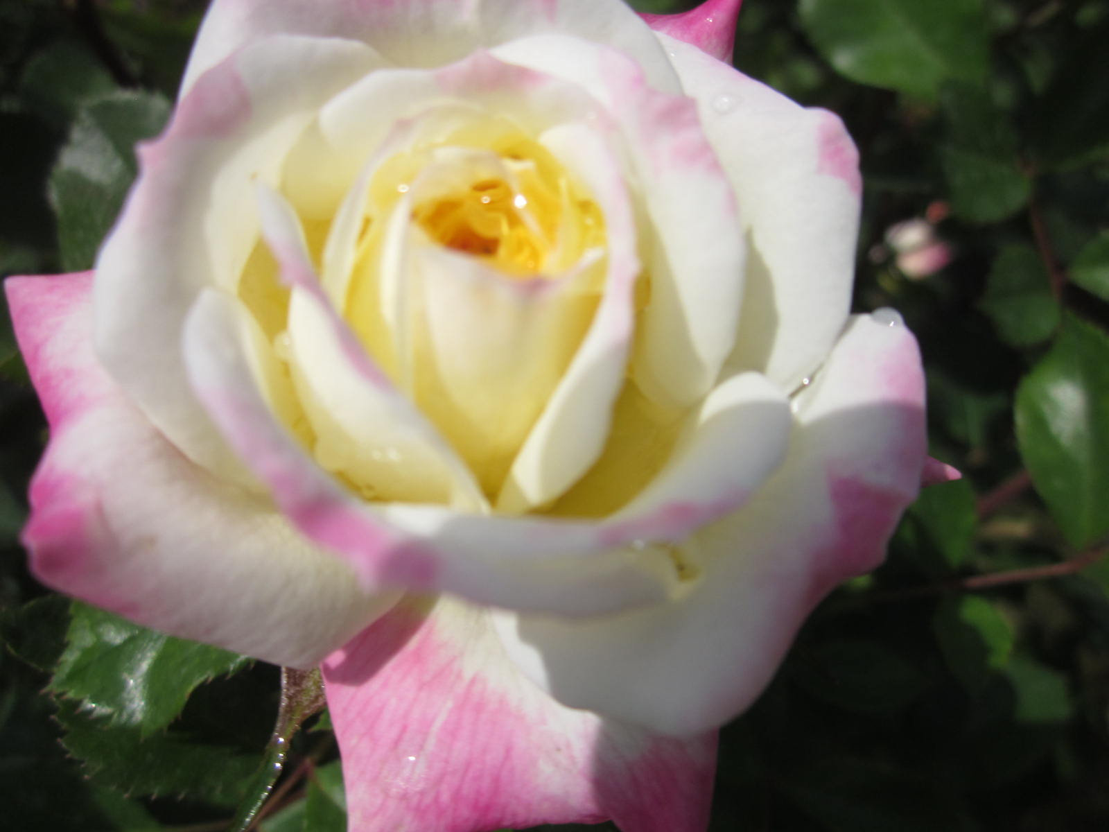 rosa-baibox-easy-elegance-music-box-rose