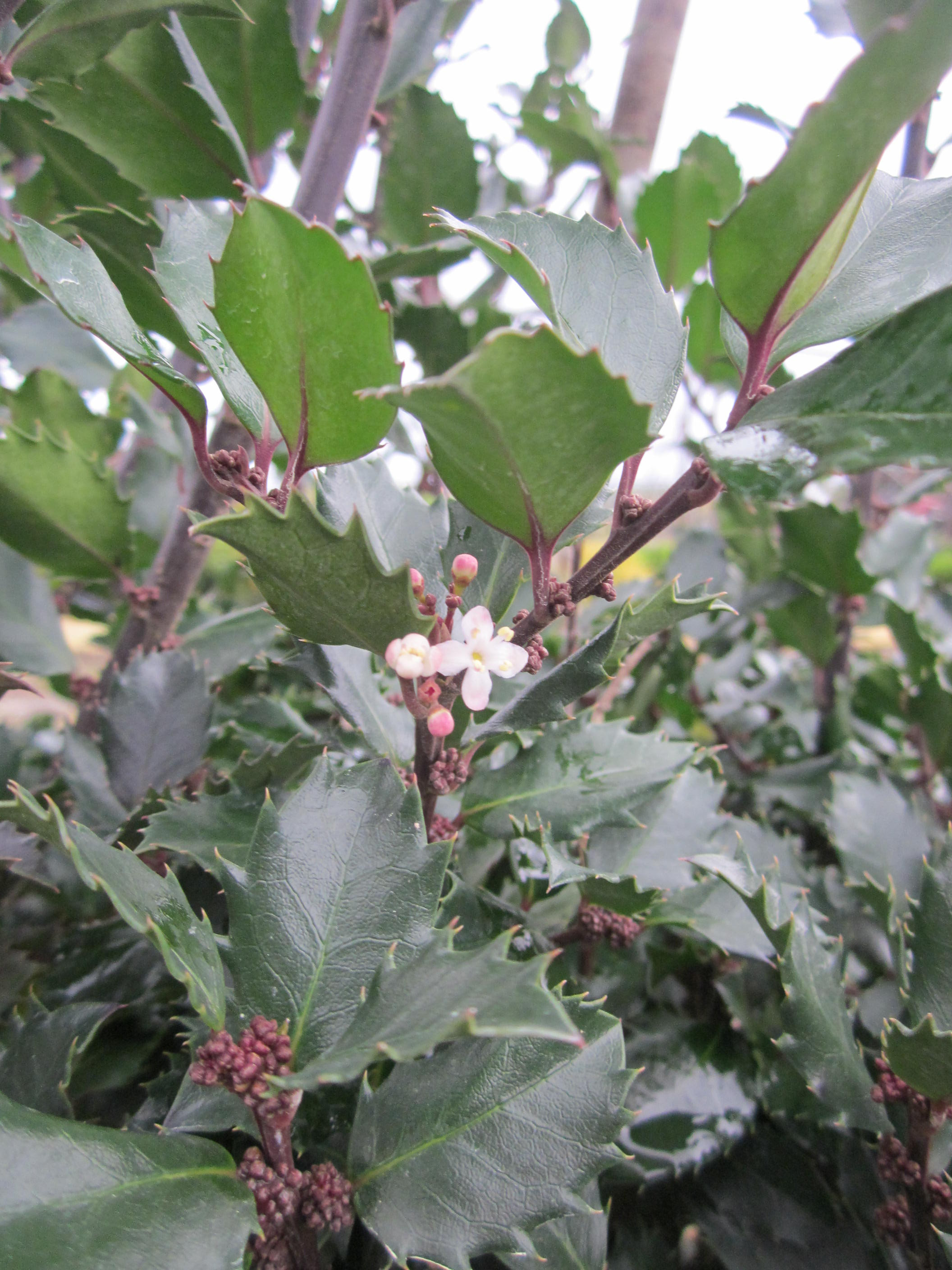 ilex-x-meserveae-blue-prince-pp-3-517-blue-prince-holly