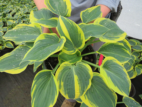 Hosta montana 'Aureomarginata' AUREOMARGINATA MONTANA HOSTA | Regular ...