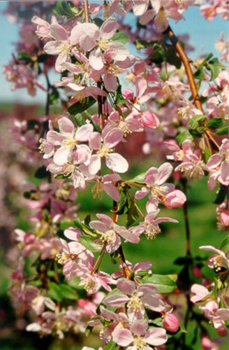 Malus 'Louisa' LOUISA WEEPING CRABAPPLE | Regular Editor