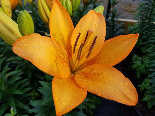 Lilium asiatic 'Brunello' BRUNELLO ASIATIC LILY | Regular Editor