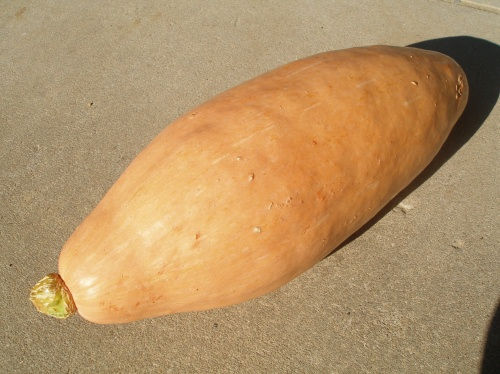 candy-roaster-north-georgia-north-georgia-candy-roaster