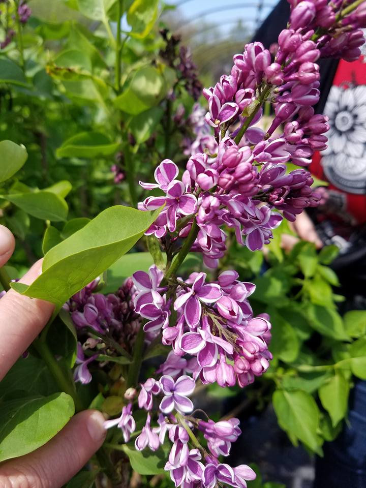 syringa-vulgaris-sensation-sensation-french-lilac