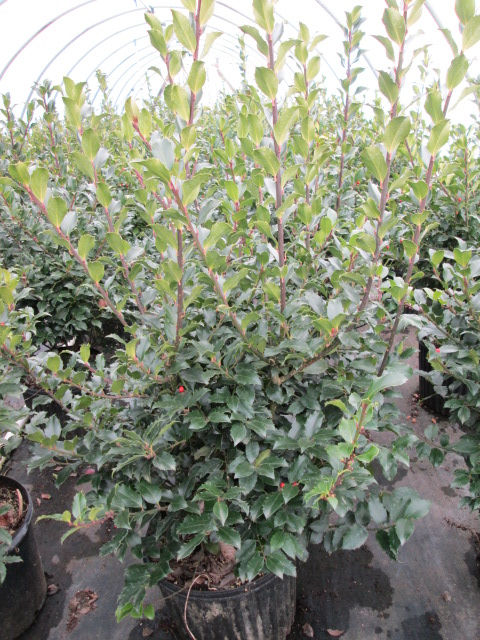 ilex-x-meserveae-mesid-pp-4-685-blue-maid-holly