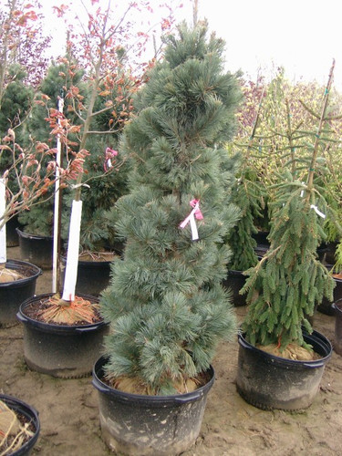 Pinus flexilis 'Vanderwolf's Pyramid' VANDERWOLF'S PYRAMIDAL PINE ...