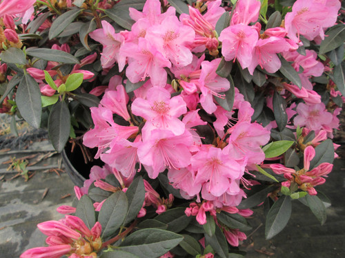 Rhododendron P.J.M. 'Aglo' AGLO P.J.M. RHODODENDRON | Regular Editor