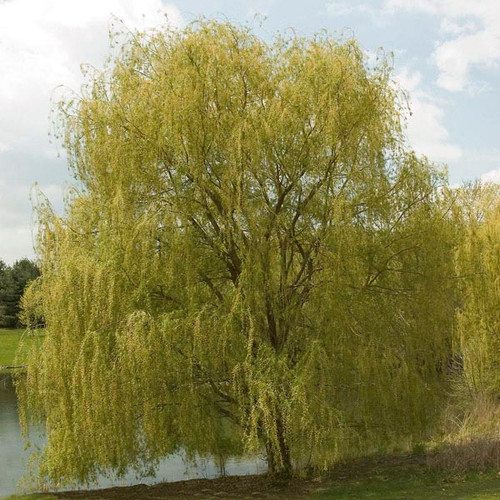 Salix alba ‘Tristis’ NIOBE GOLDEN WEEPING WILLOW | Regular Editor