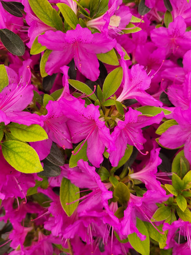 Azalea gable 'Karen' KAREN AZALEA | Regular Editor