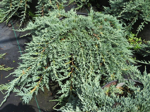 Juniperus horizontalis 'Monber' ICEE BLUE® JUNIPER | Regular Editor