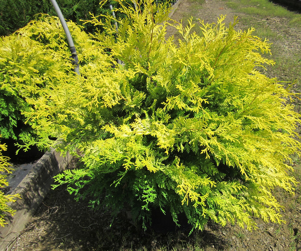 Chamaecyparis obtusa 'Crippsii' CRIPPS GOLDEN CYPRESS | Regular Editor
