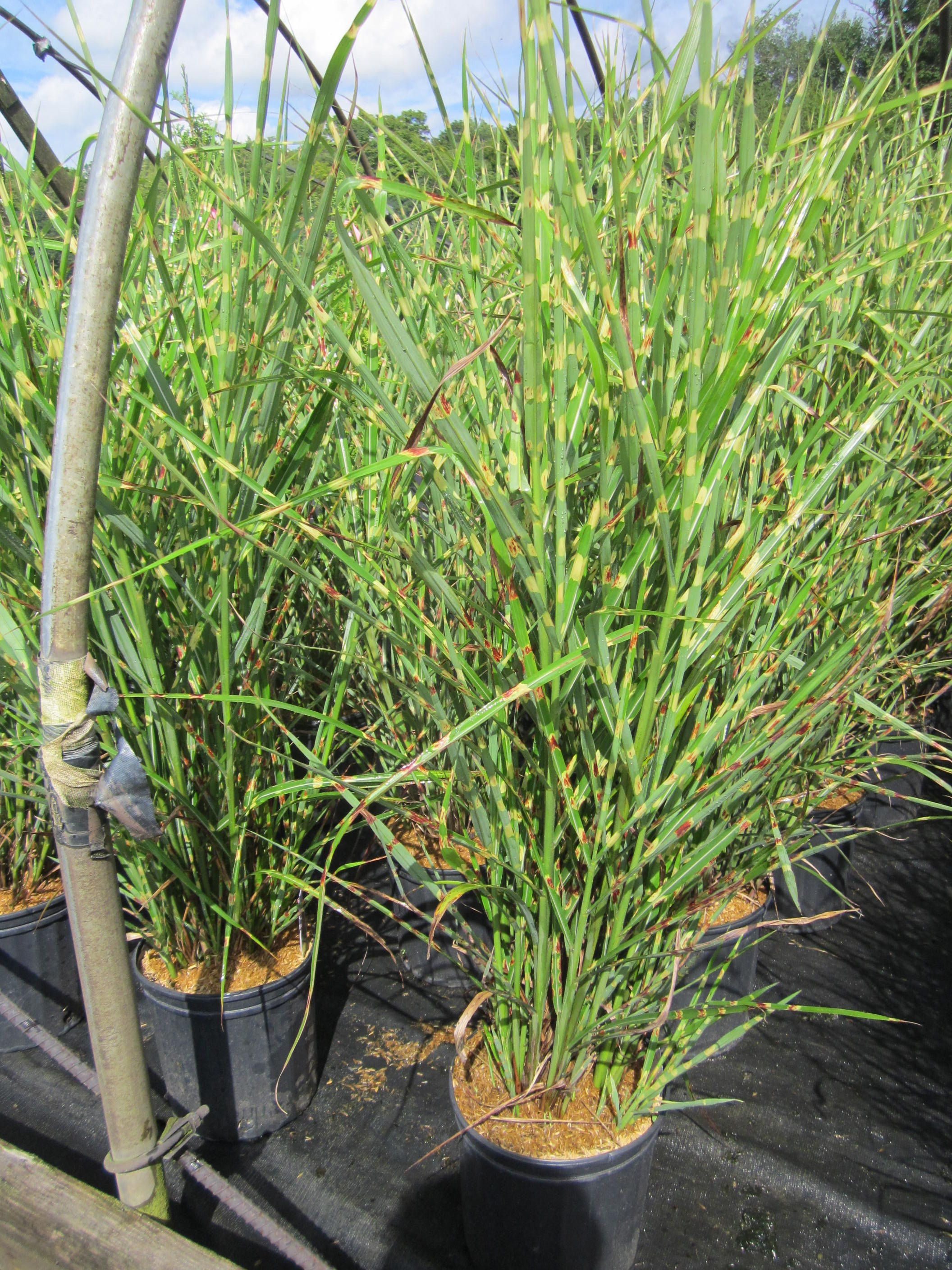 miscanthus-sinensis-strictus-porcupine-maiden-grass