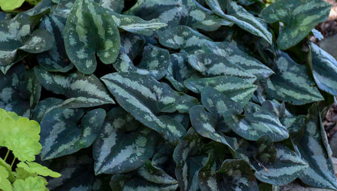 asarum-splendens-chinese-wild-ginger