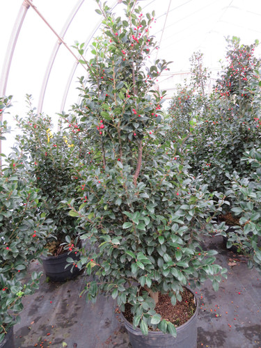 Ilex x meserveae 'Hachfee' (PP 14,310) CASTLE SPIRE HOLLY | Regular Editor