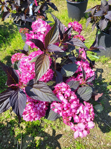 Hydrangea macrophylla 'Bailmacseven' (PP 34,544) ECLIPSE® HYDRANGEA ...